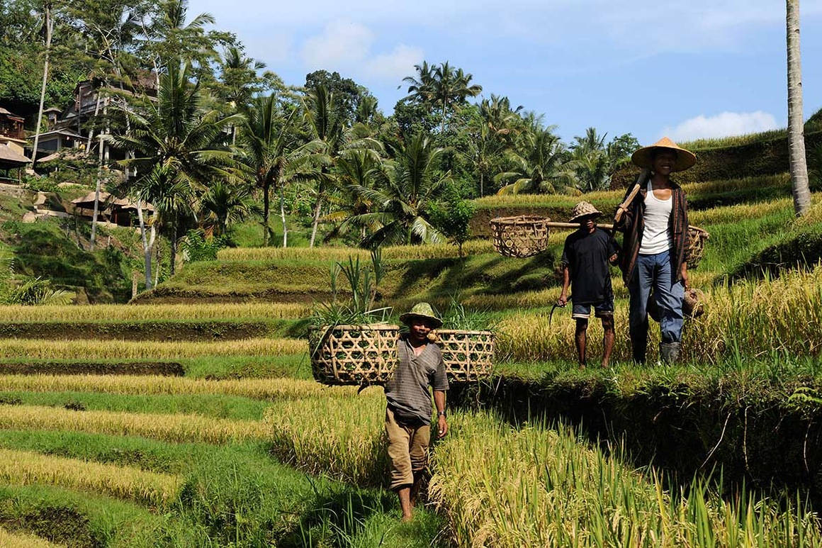 Circuit Bali, l'île enchantée : Réservez en ligne | Avis et Tarifs ...
