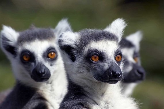 Voyage à Madagascar - Vacances à Madagascar avec TUI FRANCE